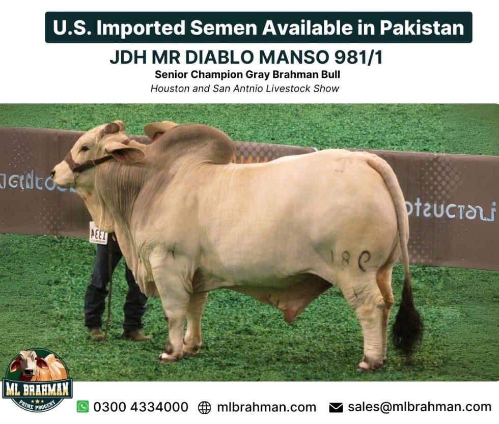 JDH MR DIABLO MANSO 981/1 | ML Brahman