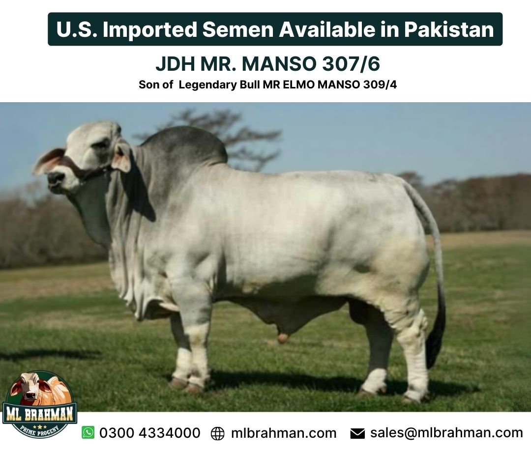 JDH MR MANSO 307/6 | ML Brahman