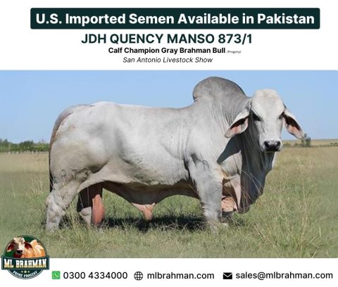 JDH QUENCY MANSO 873/1 | ML Brahman